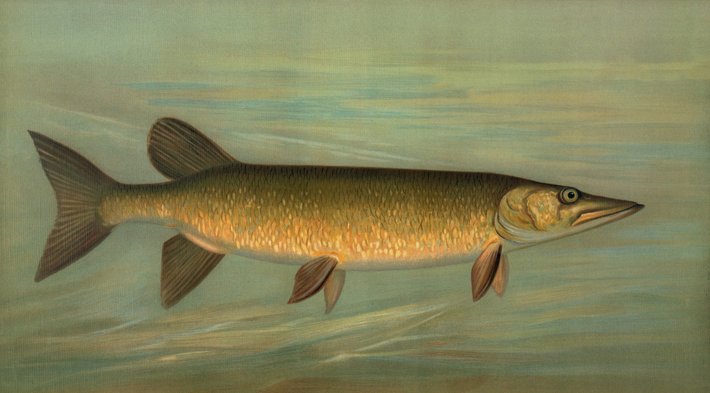 Русская рыбалка на реке