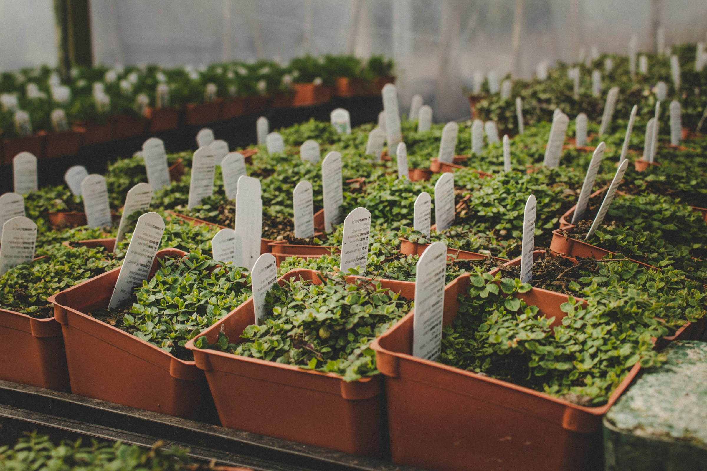 Выращивание авокадо и микрозелени дома