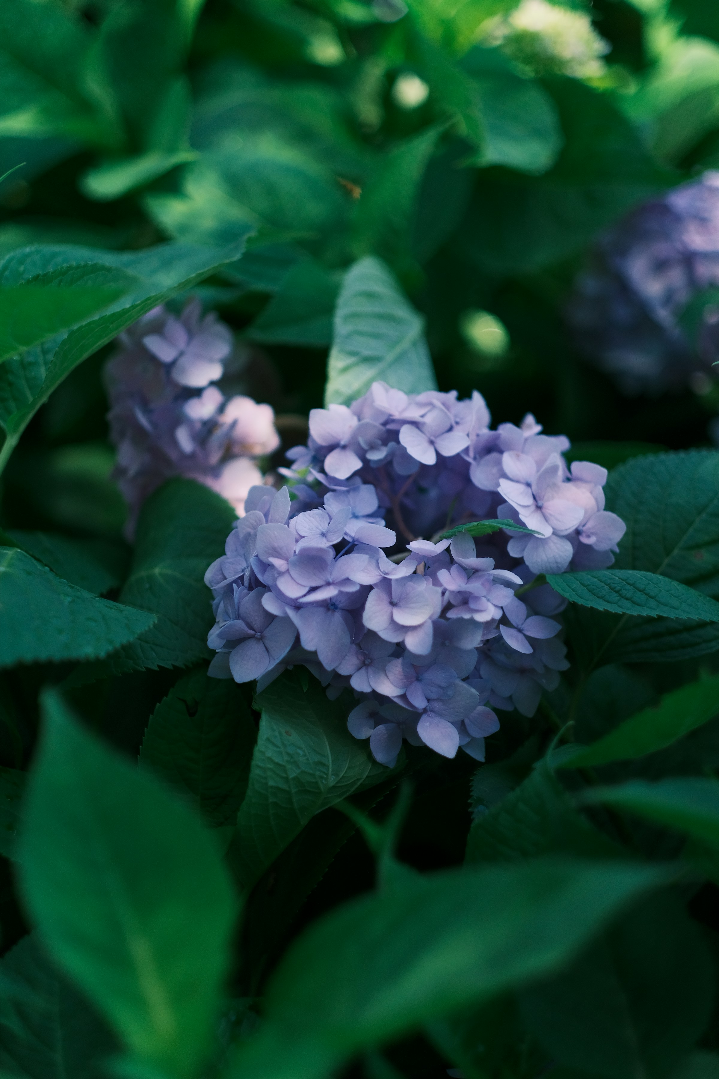 Уход и выращивание растений в открытом грунте