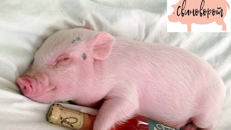 На свином глазу (On The Pig′s Eye) (2025)