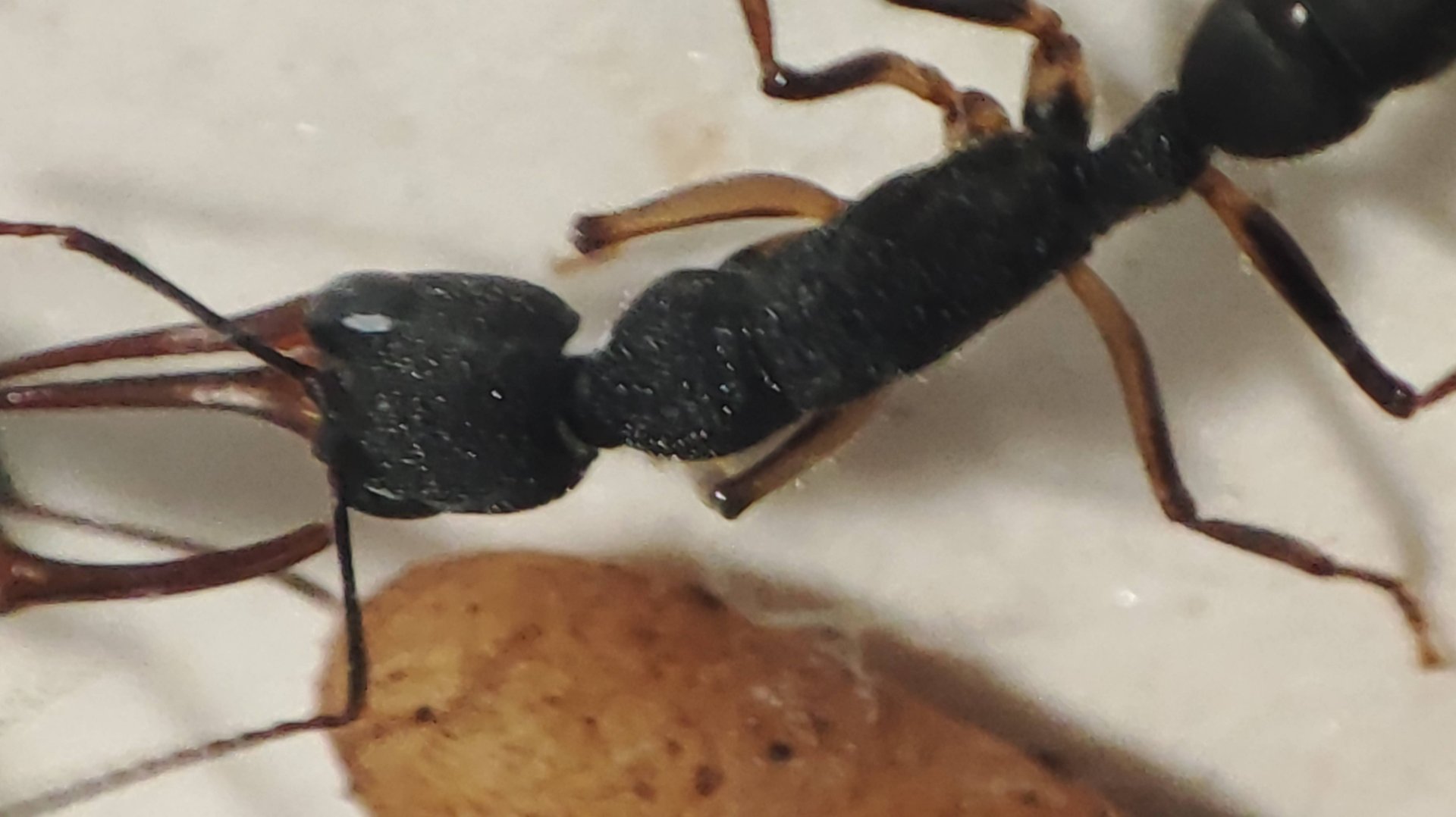 Harpegnathos venator