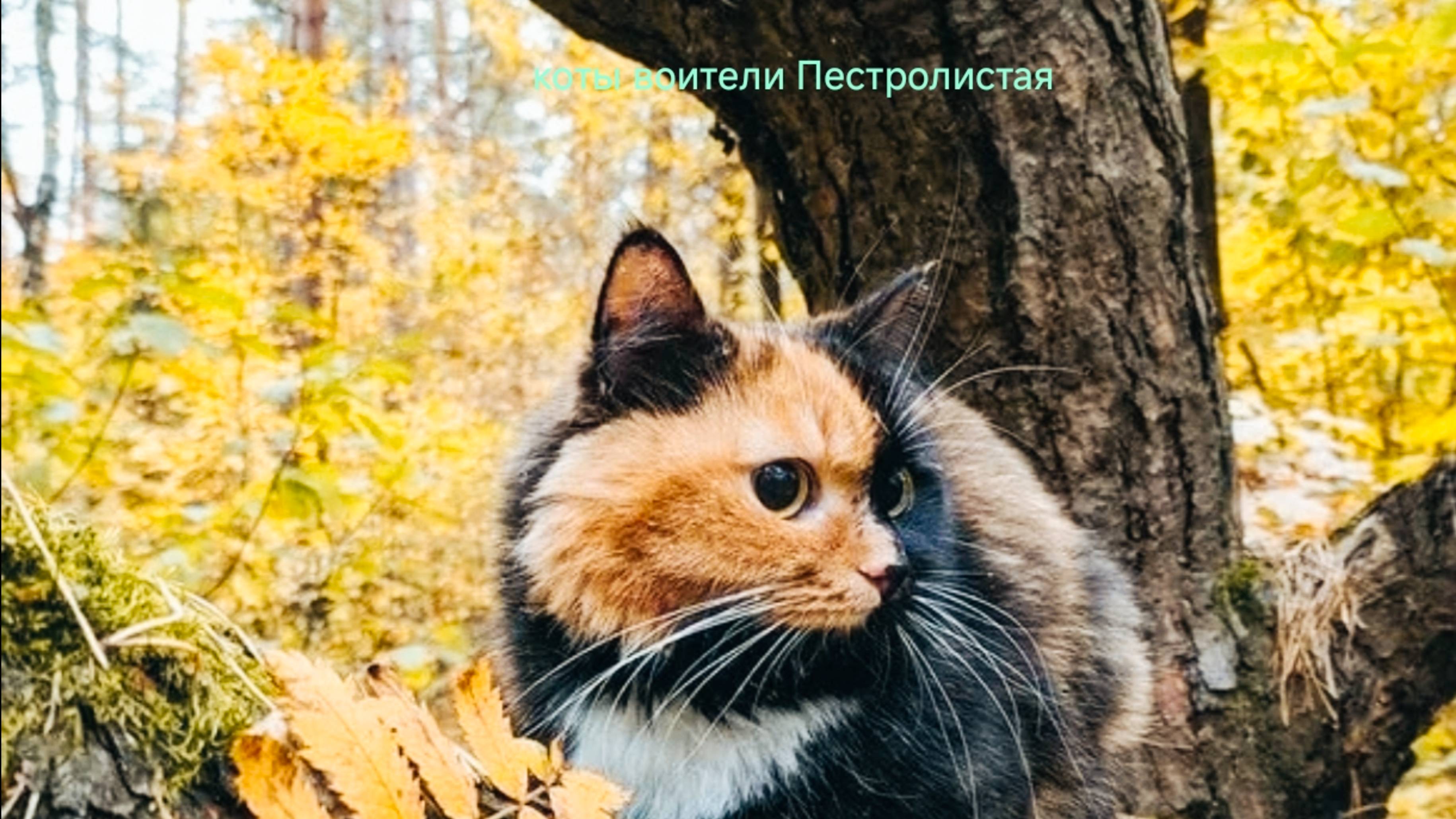 Видео под музыку с КВ (не МАПЫ)