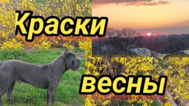 Свежак 1