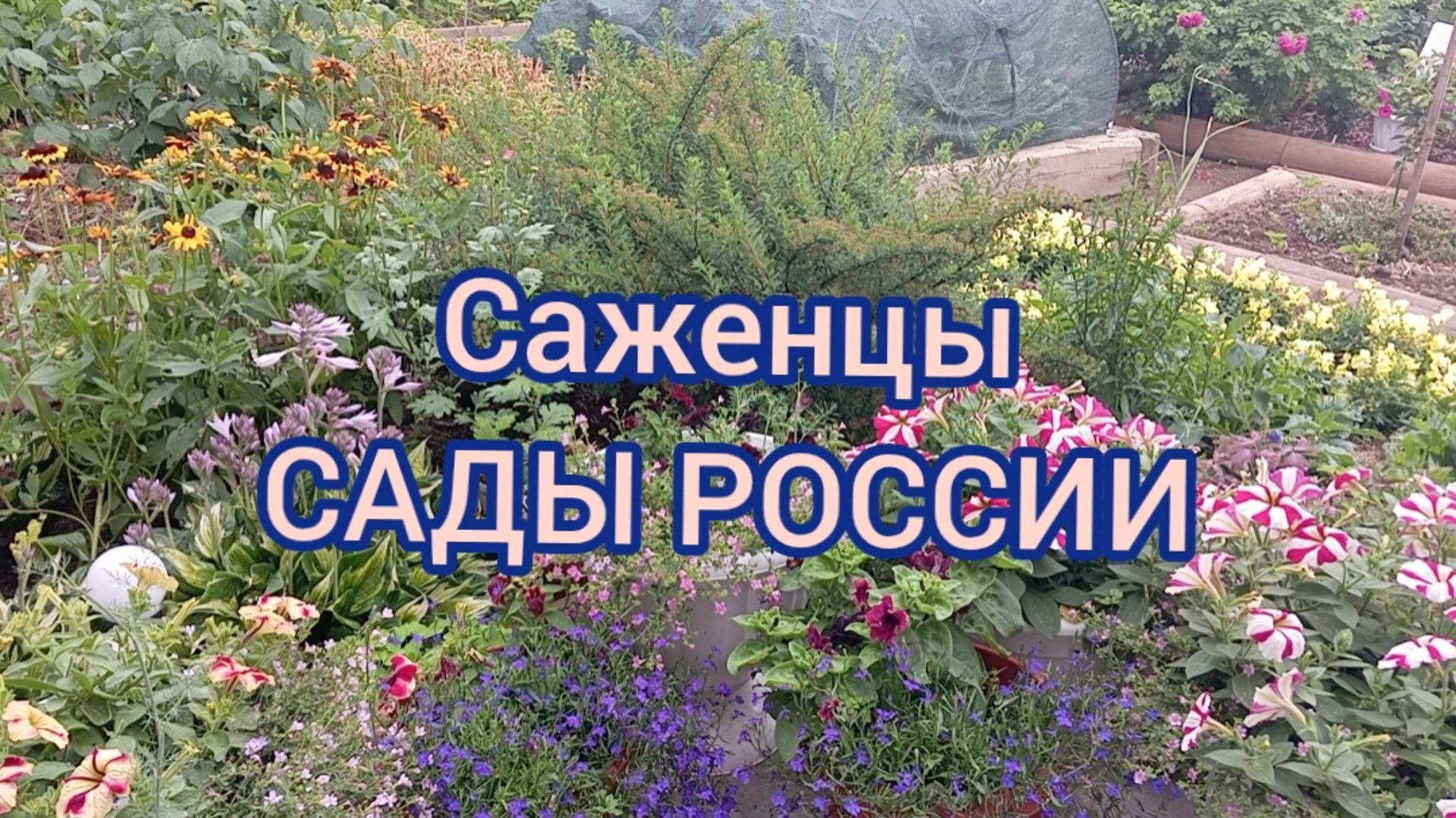Посылки от НПО САДЫ РОССИИ.