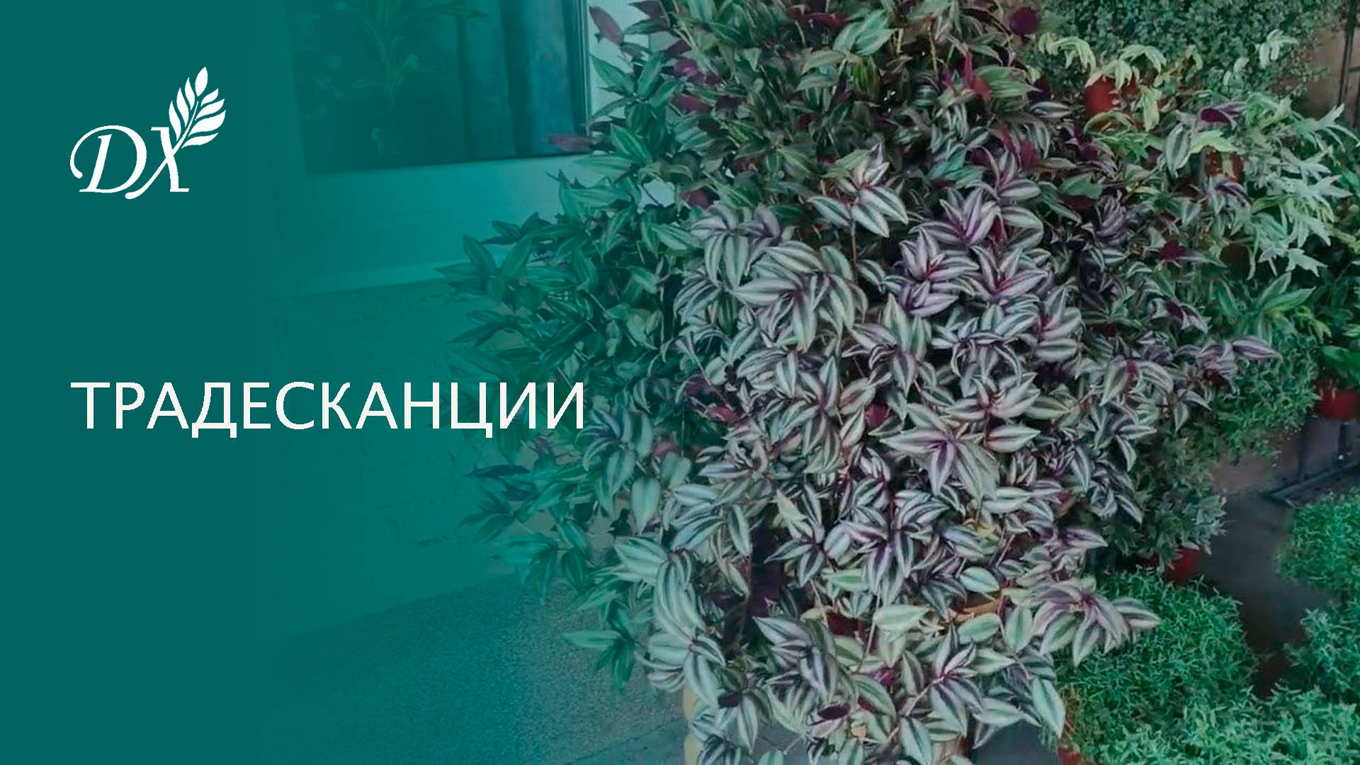 Традесканции