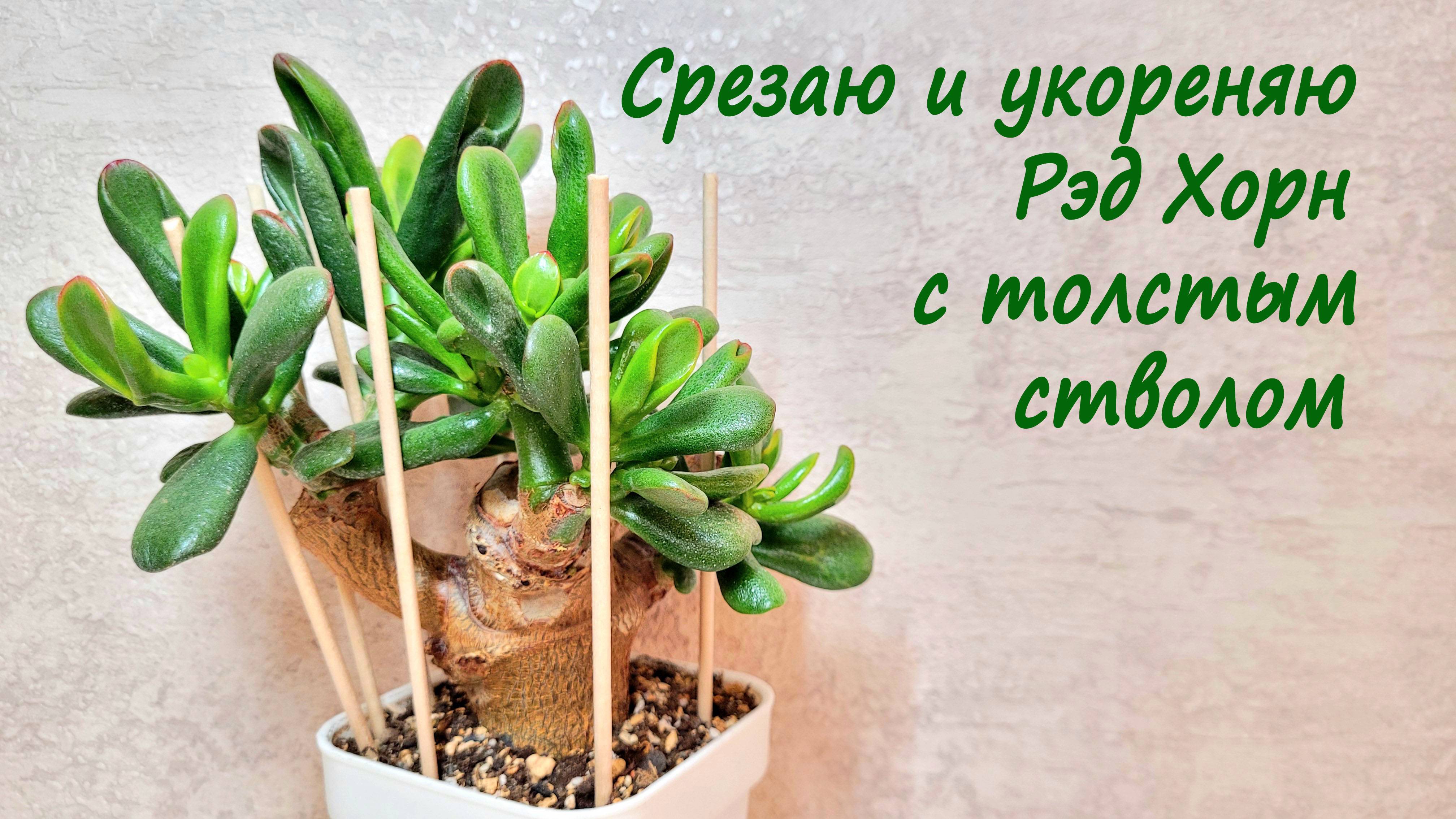 Срезаю и укореняю крассулу Рэд Хорн с толстым стволом.