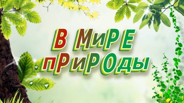 🎋 В МИРЕ ПРИРОДЫ