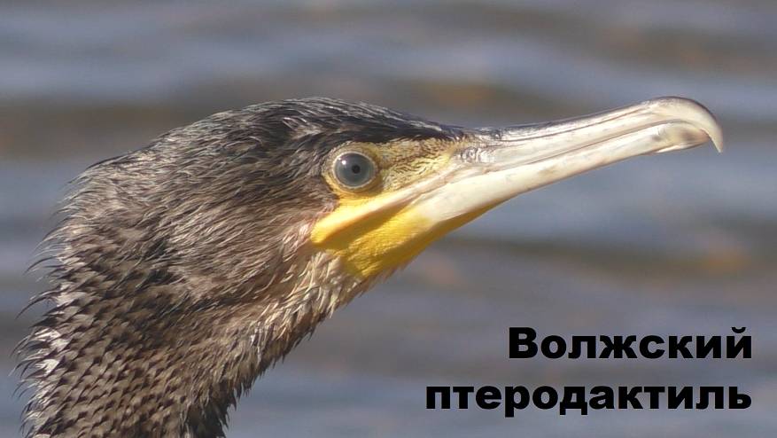 Животный мир Самарской Луки