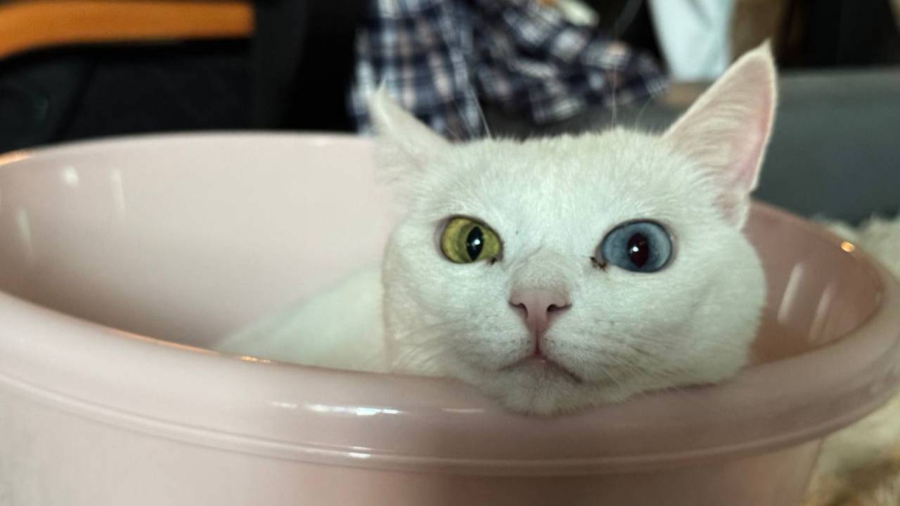 Глухая кошка Милка с разноцветными глазами.