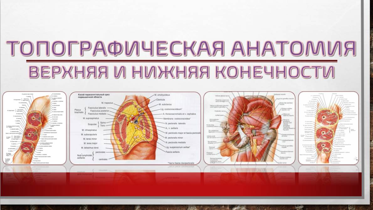 ТОПОГРАФИЧЕСКАЯ АНАТОМИЯ КОНЕЧНОСТЕЙ - ВЕРХНЯЯ И НИЖНЯЯ КОНЕЧНОСТИ
