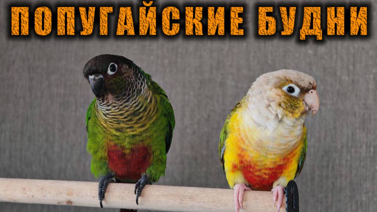 Дневник попугаев: Лотти 🦜 и Грут 🐦