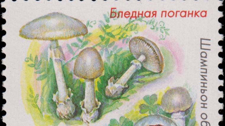 ГРИБЫ В ФИЛАТЕЛИИ И В НАШЕЙ ЖИЗНИ