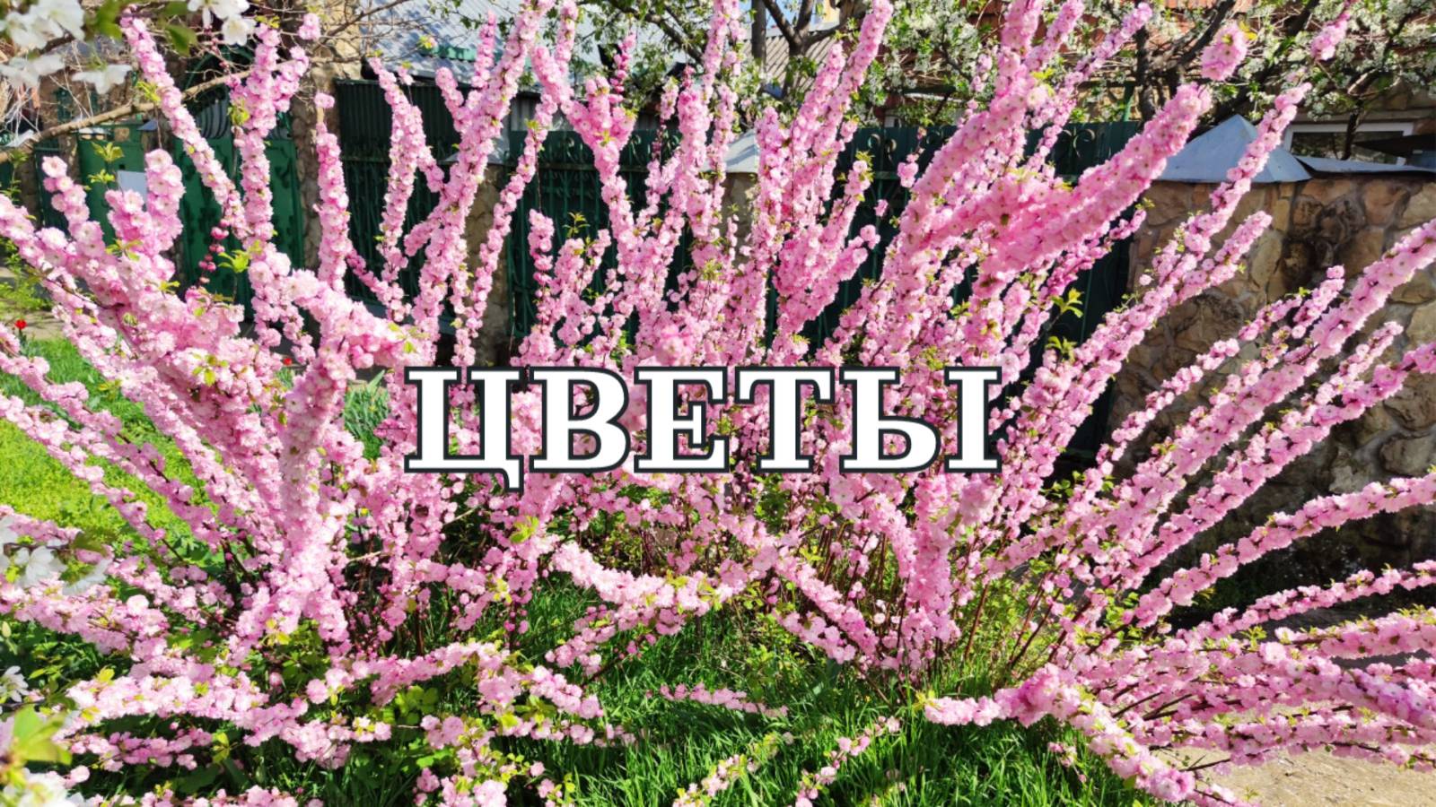 Цветы