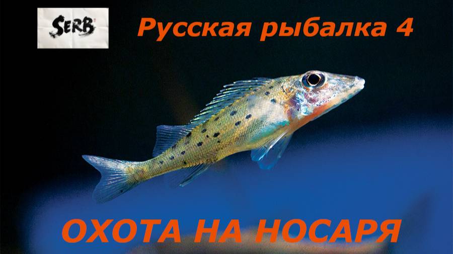 Охота на Ерша-Носаря