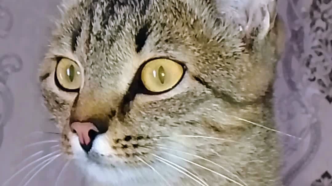 С юмором о животных