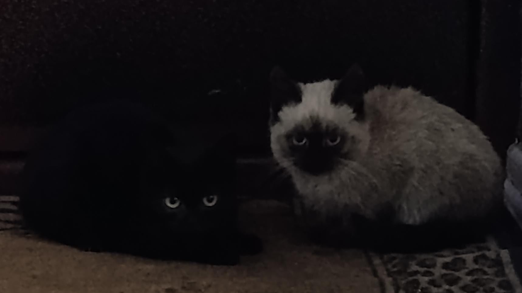 короткие видео