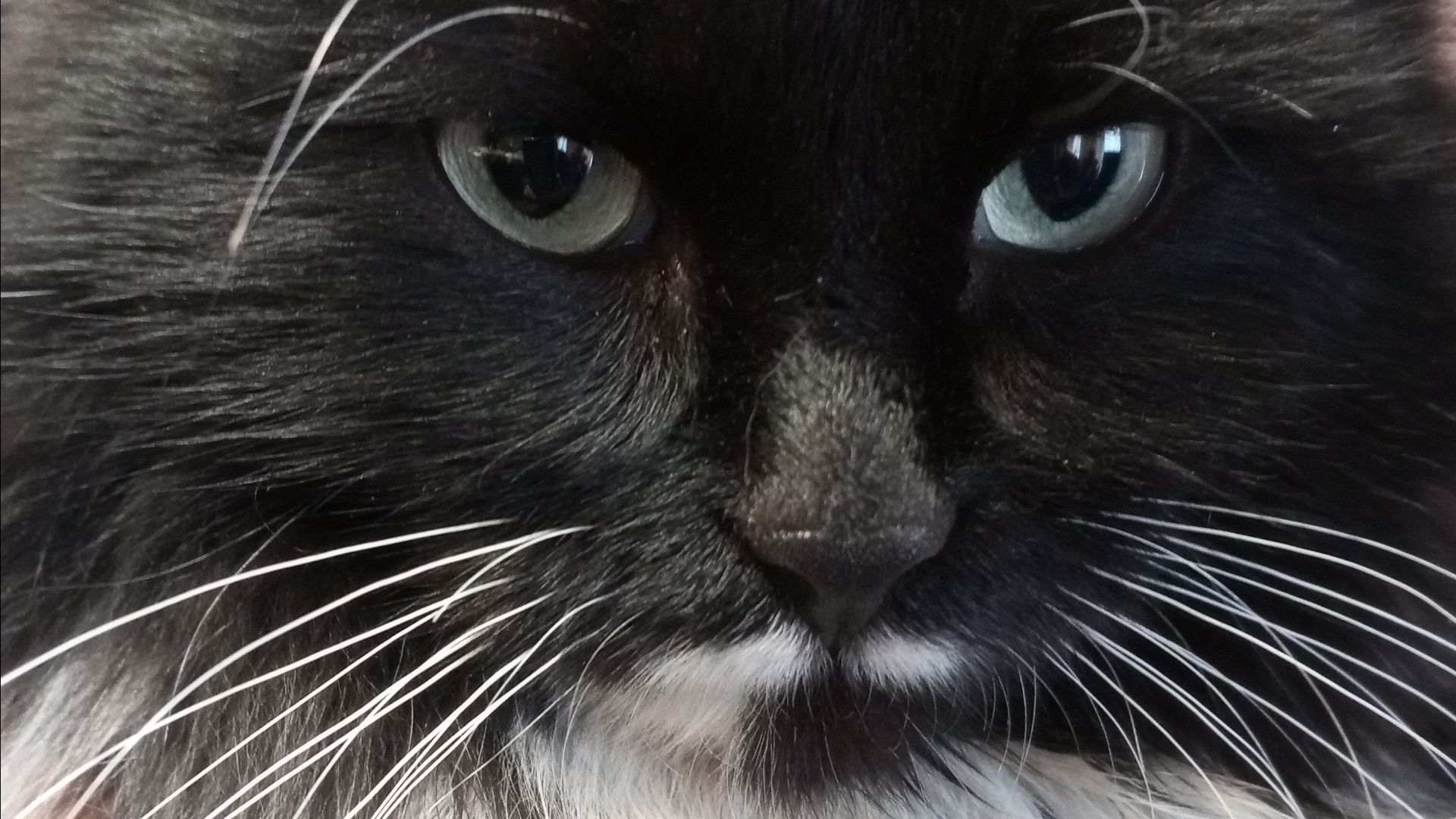 Кошки и котята, всякие зверята
