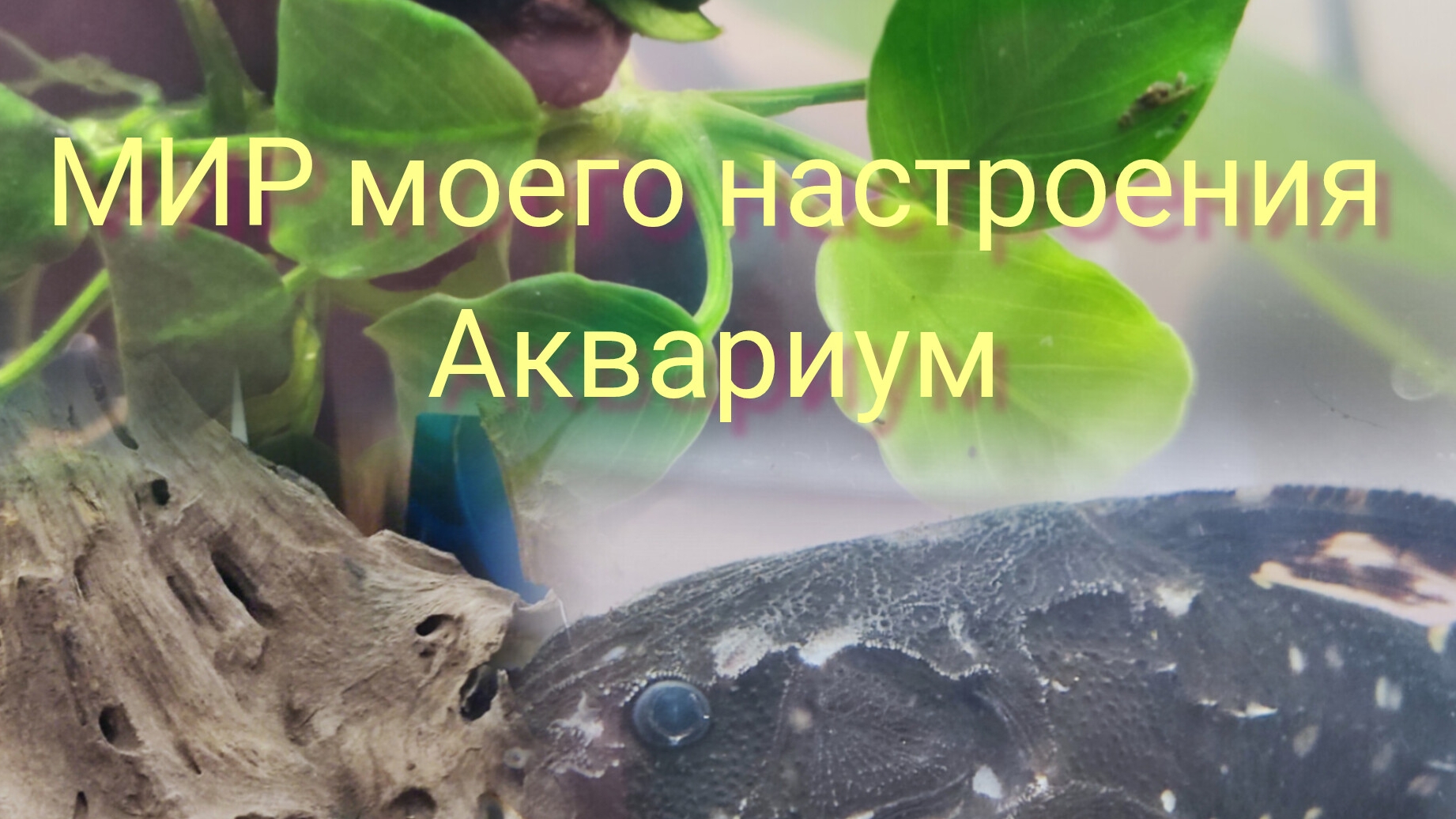 Аквариум