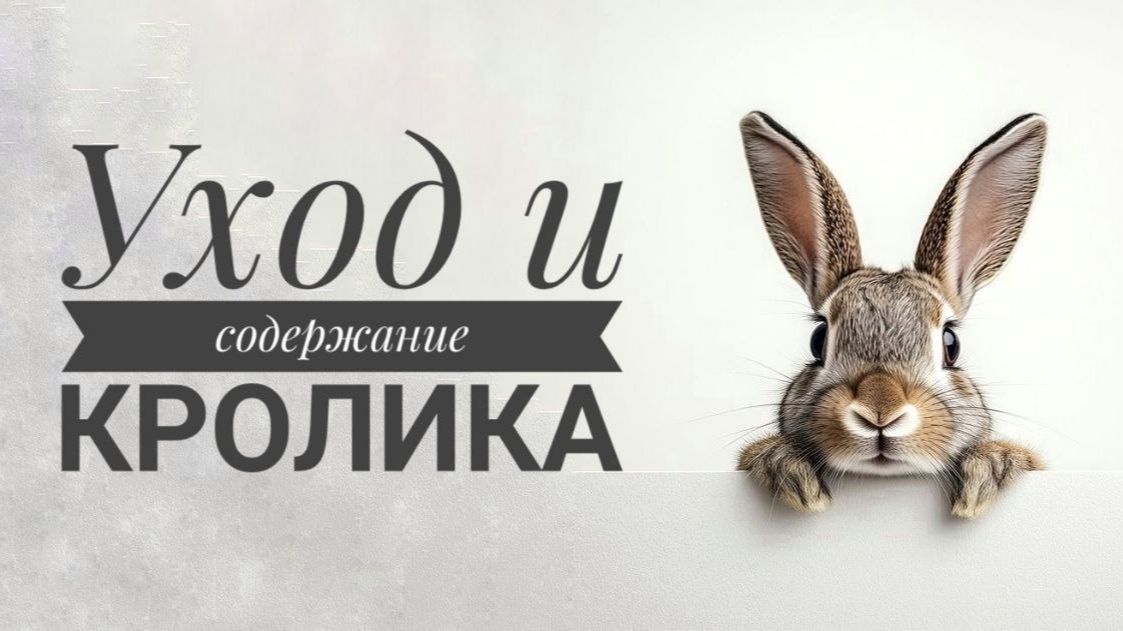 Уход и содержание