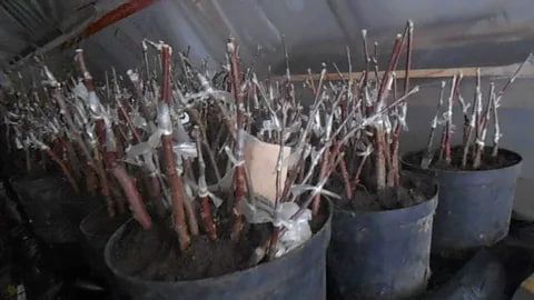 Зимняя копулировка растений технология и рассуждения.