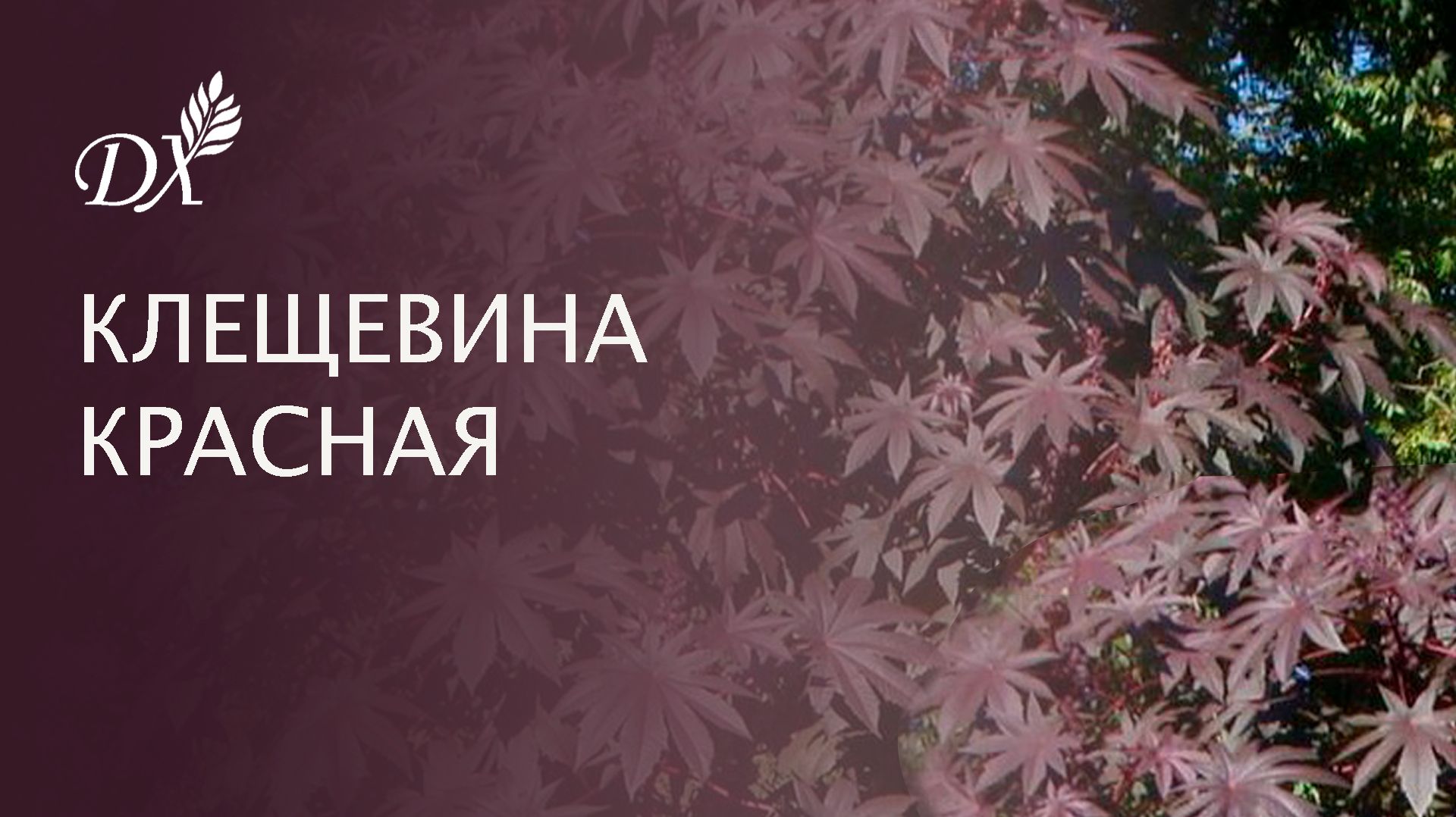 Клещевина