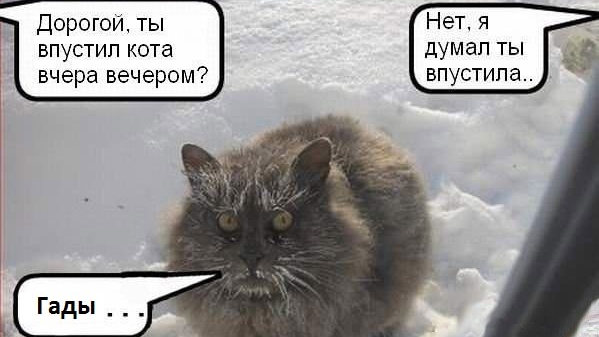 Мемы котиков и собачек