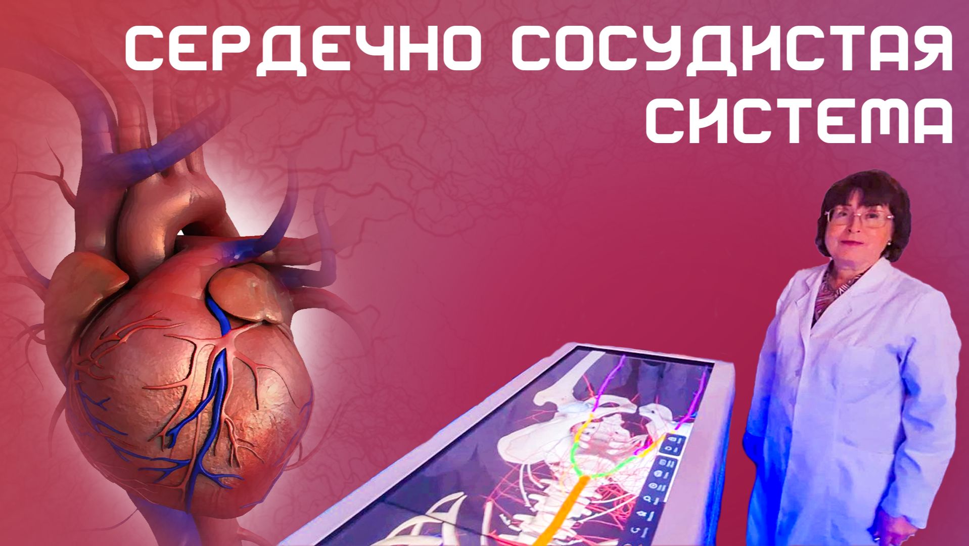 Сердечно-сосудистая система