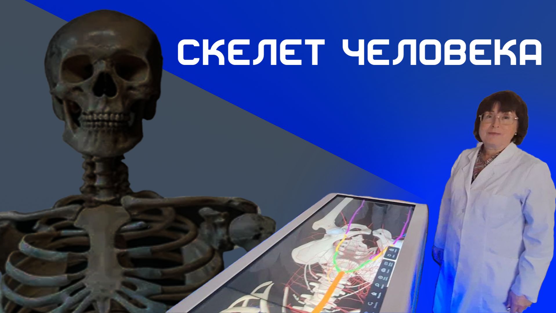 Скелет человека – Анатомия на столе Пирогова