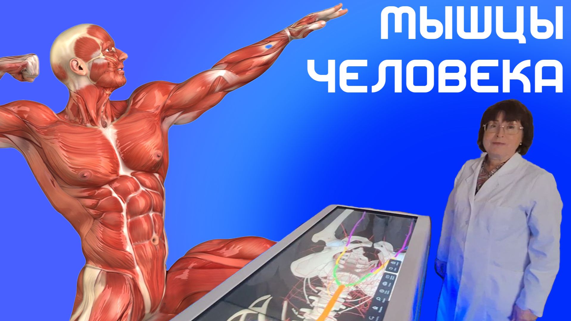 Анатомия ″Мышечный Скелет Человека″