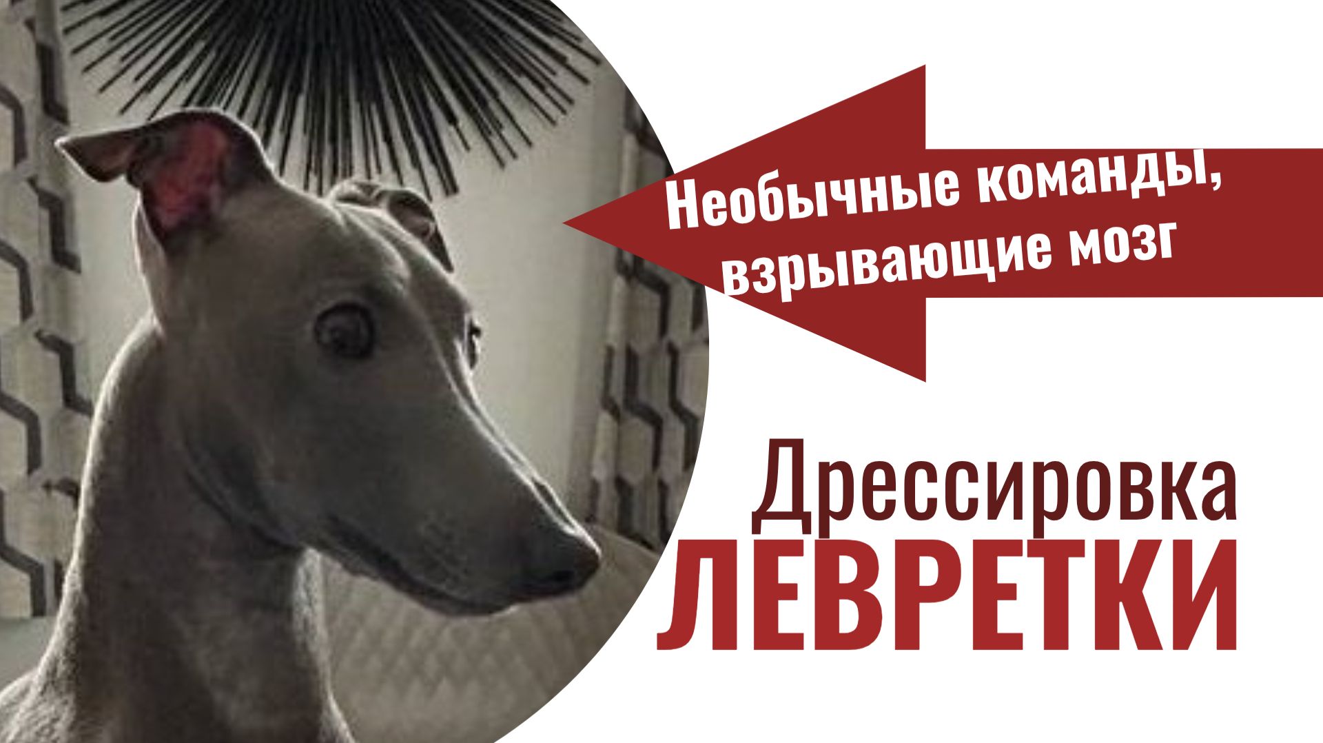 ЛЕВРЕТКА. ВСЁ О ПОРОДЕ С ЮМОРОМ