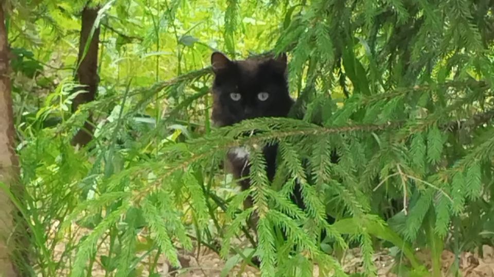 Мои уличные котики