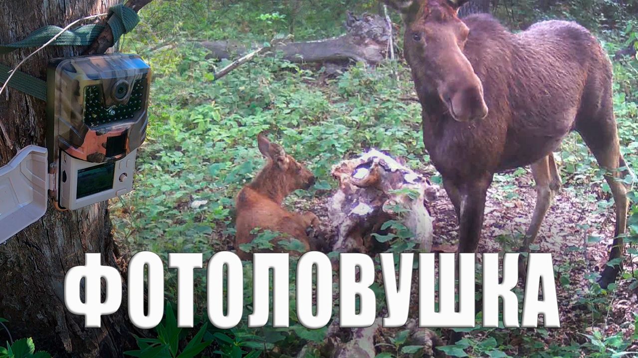 Фотоловушка