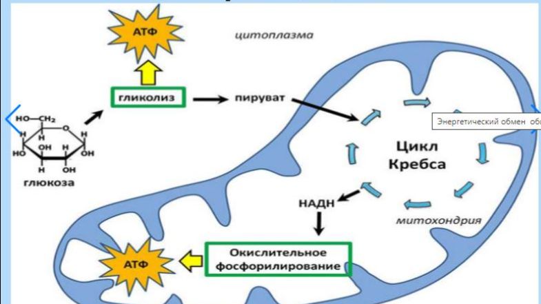 Общая биология
