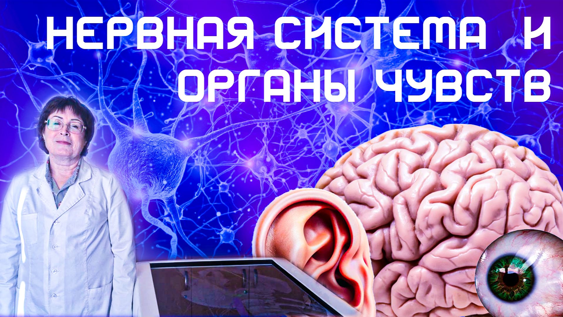 Нервная Система и Органы Чувств