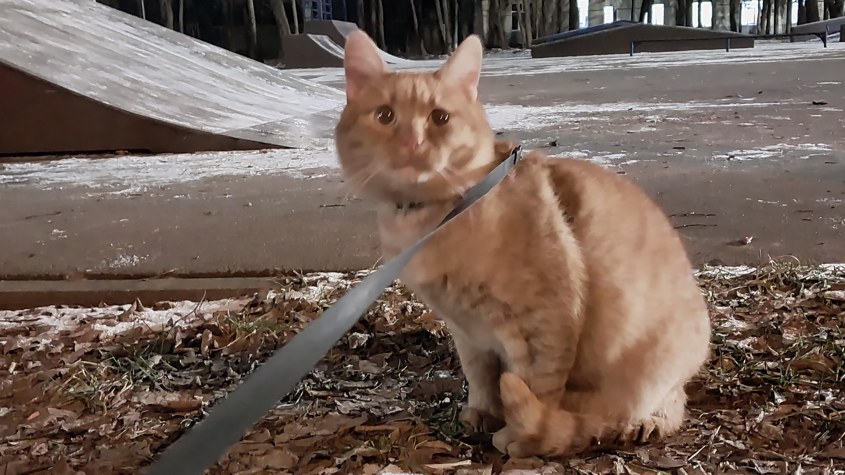 Кот Барсик -рыжий любимец