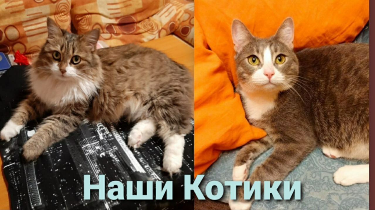 Наши Котики