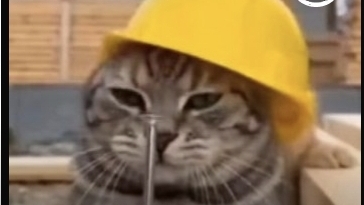 Коты Юмор😂🤣