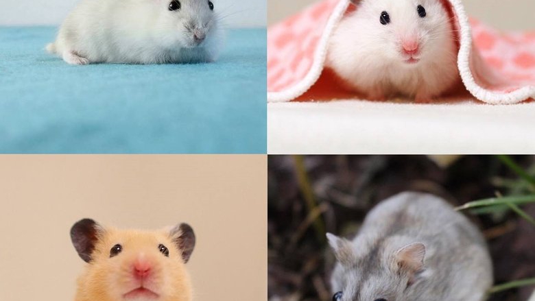 Хомяки🐹