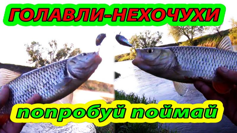 Ловля голавля на спиннинг. Рыбалка на реке.
