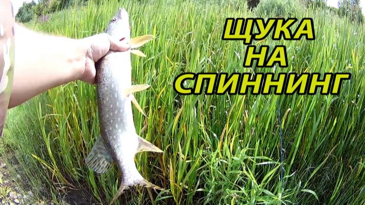 Ловля щуки на спиннинг. Рыбалка на реке.