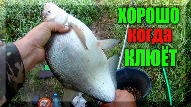 Ловля леща, рыбалка на фидер и удочку.