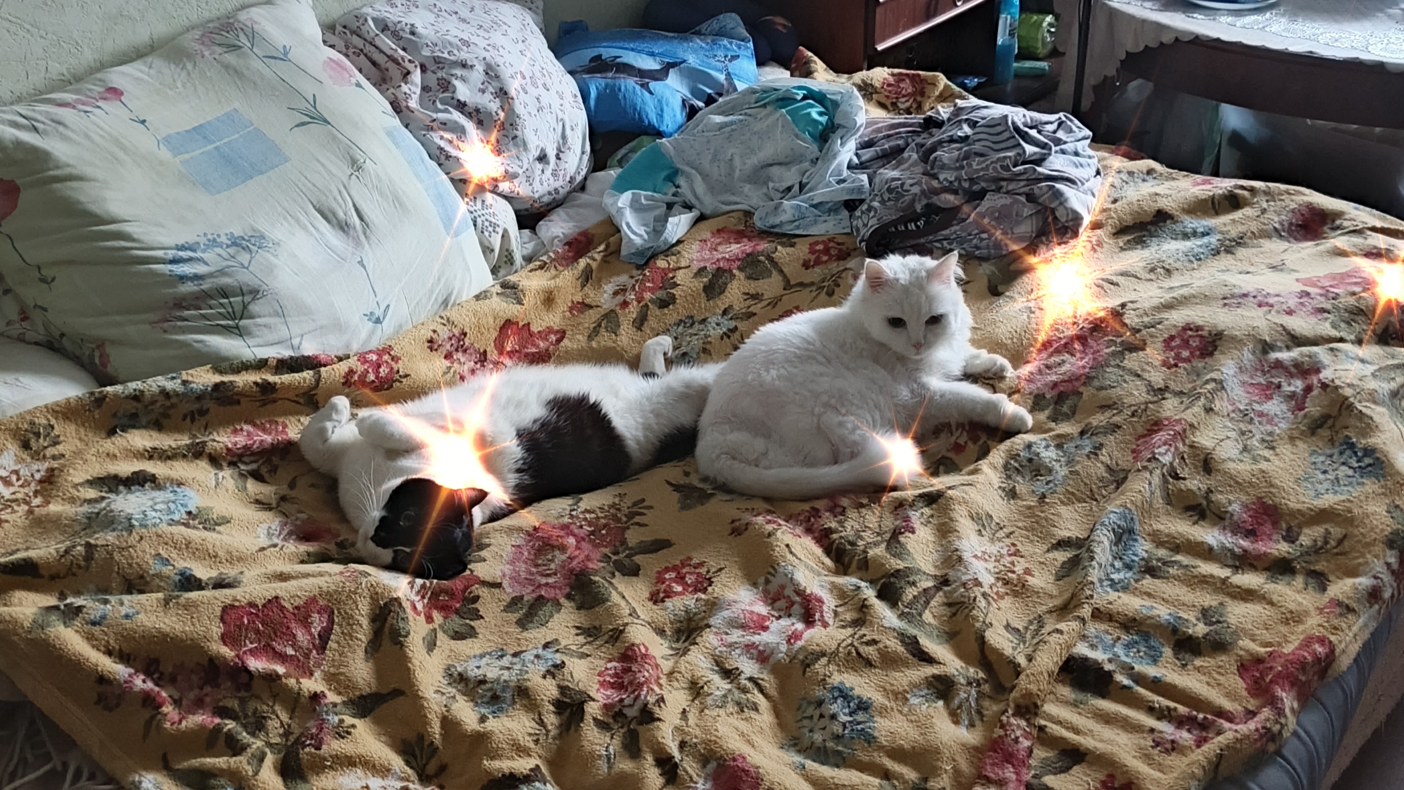 маи любимые котики