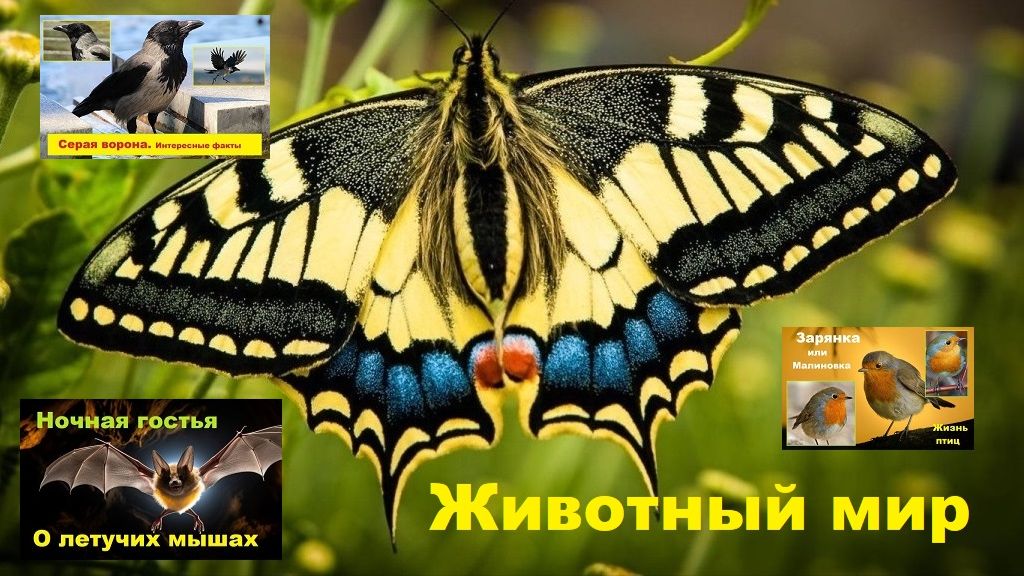 Животный мир Крыма