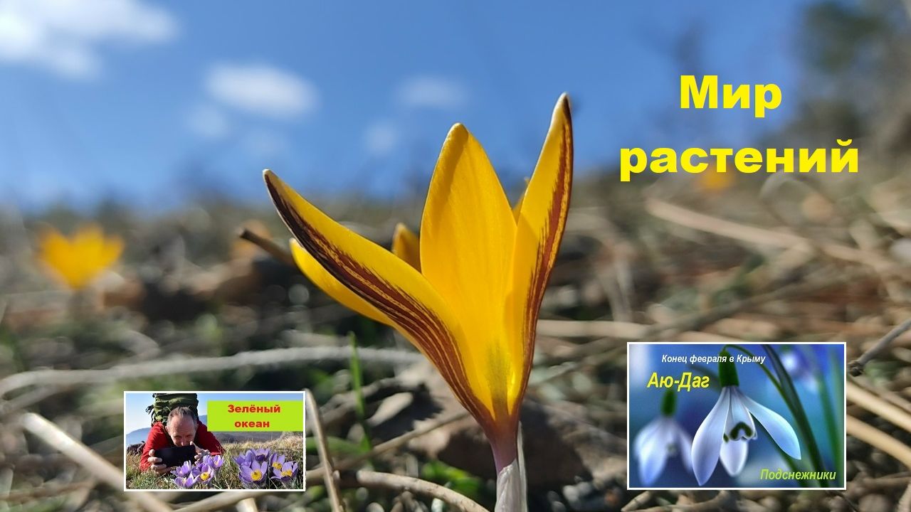 Зелёный океан. Растения Крыма