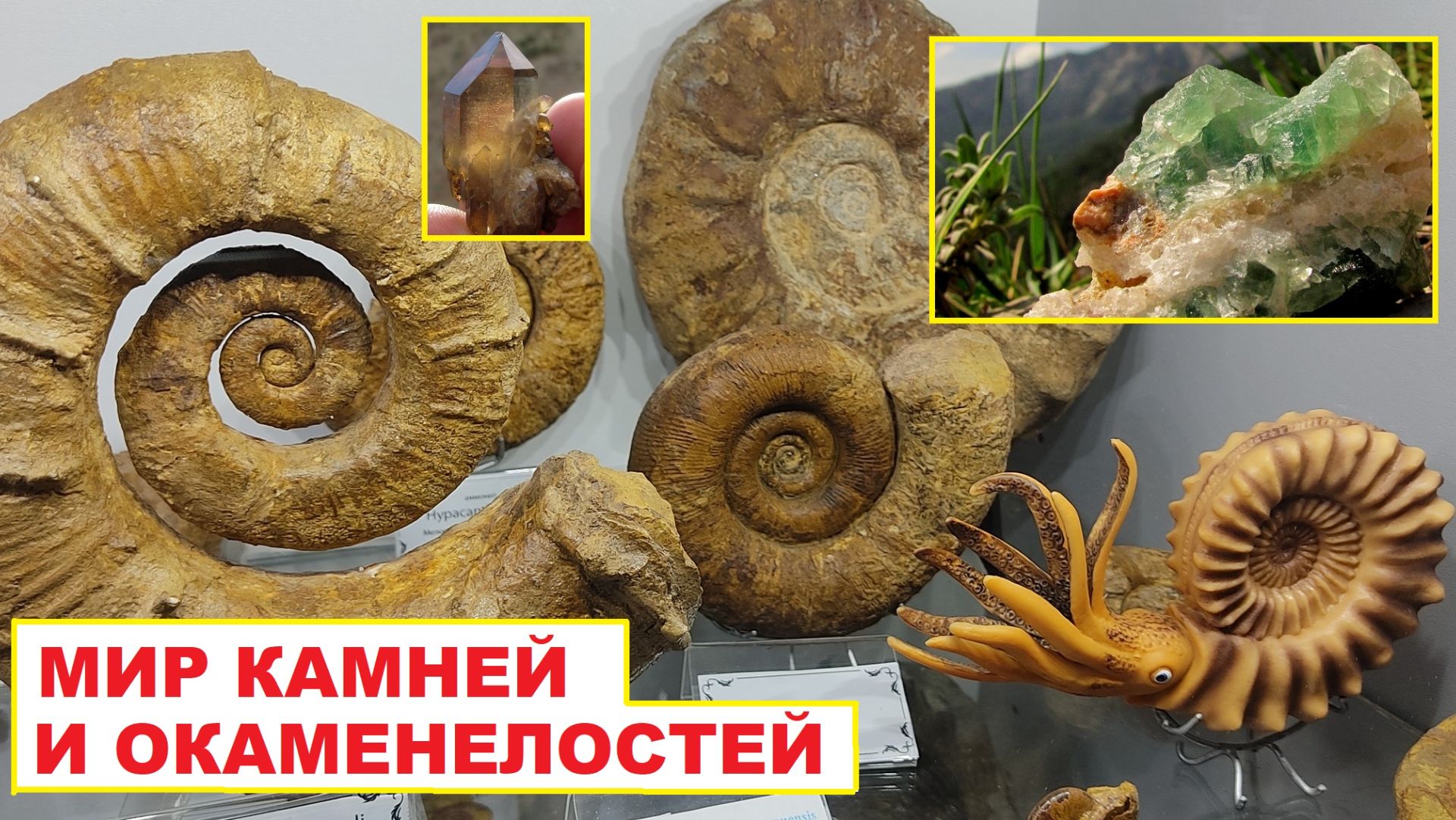 Камни. Мир минералов и окаменелостей