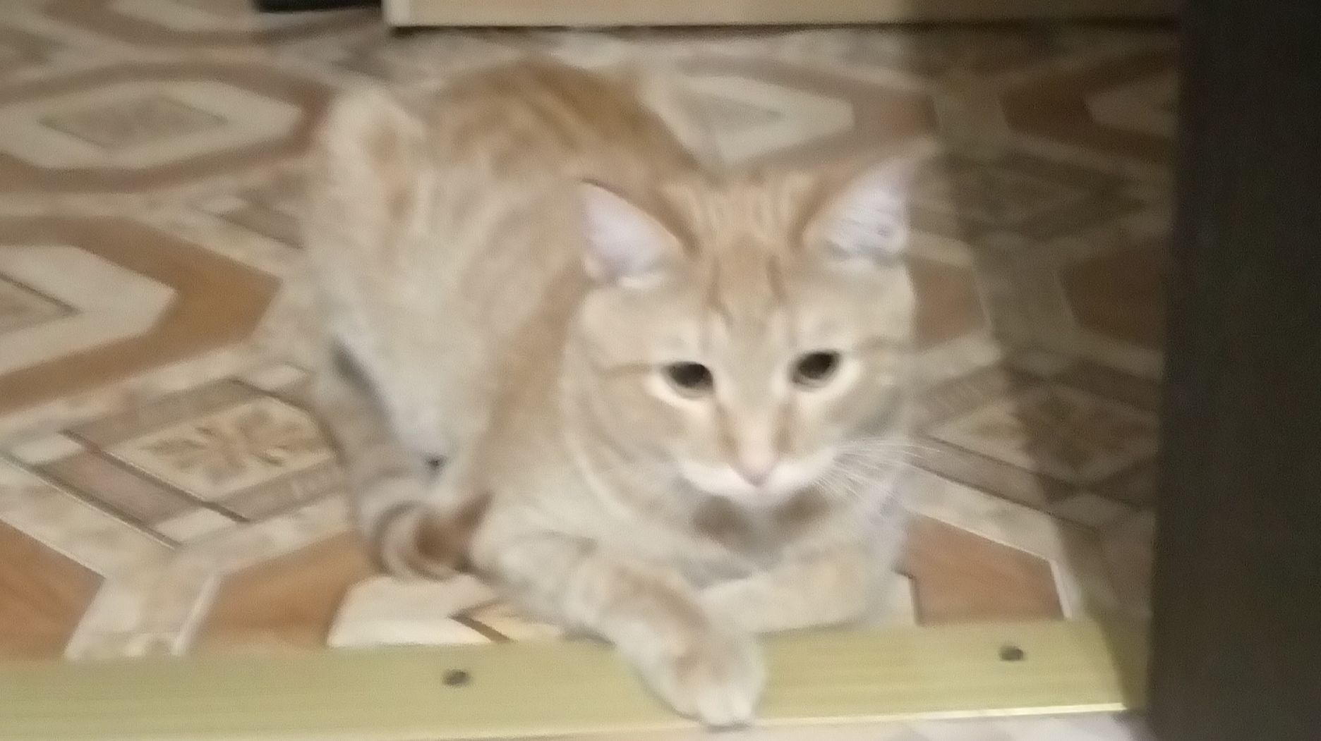 Кот