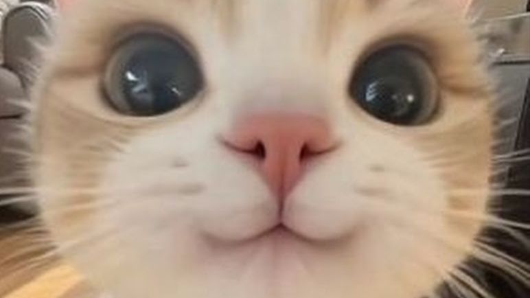 Котики