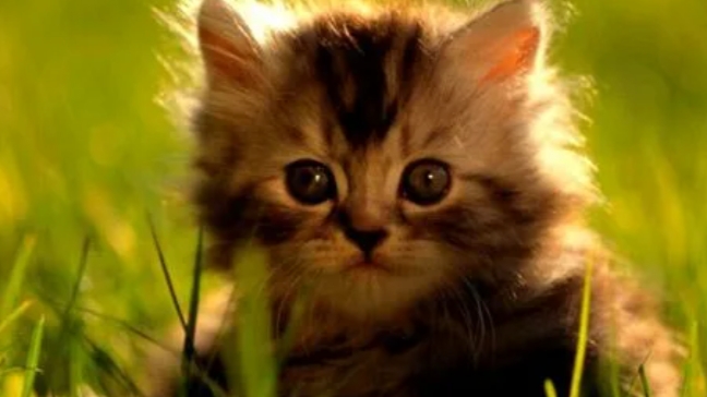 котики
