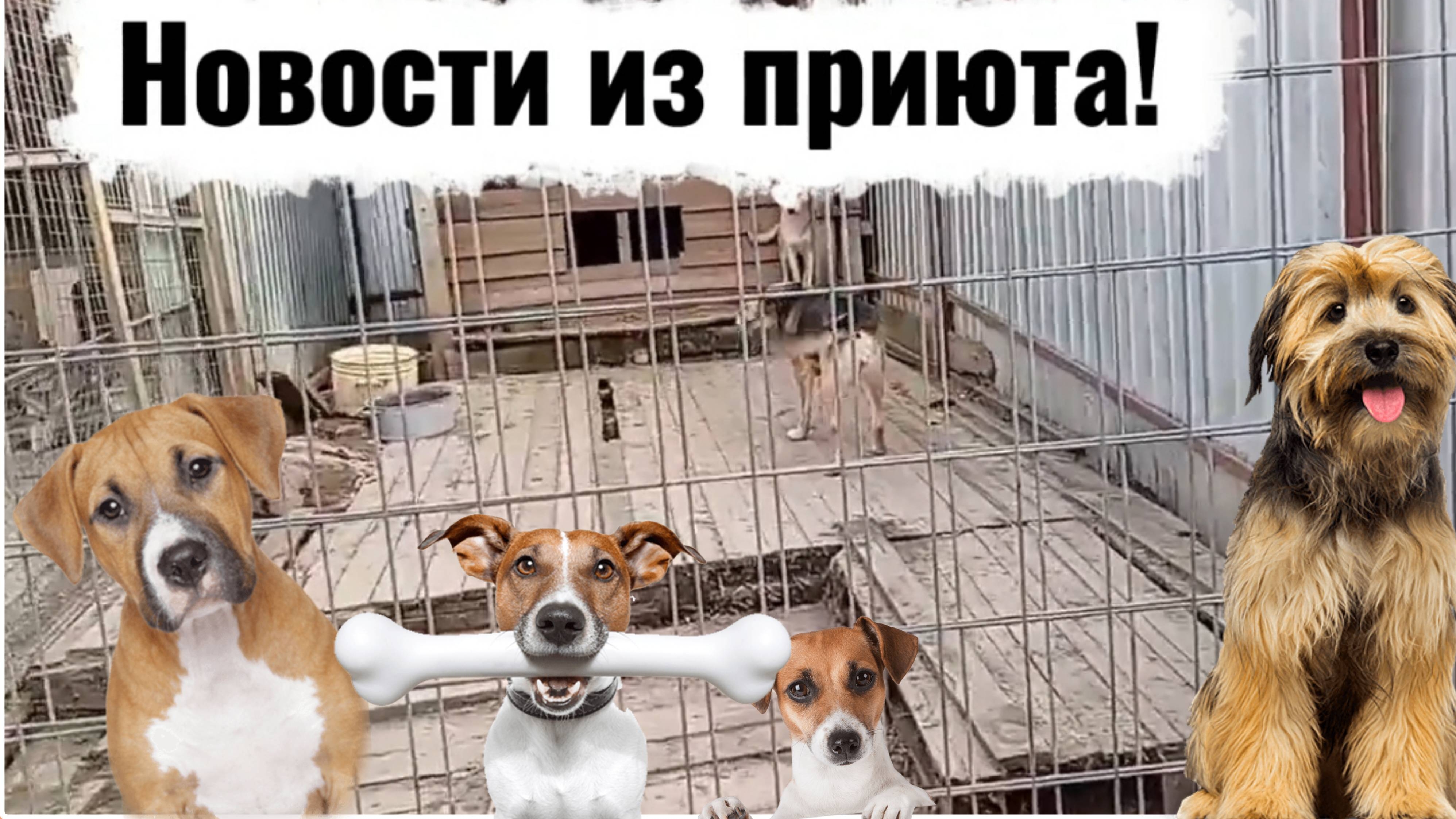 Помощь животным приюта ″Новая Жизнь″