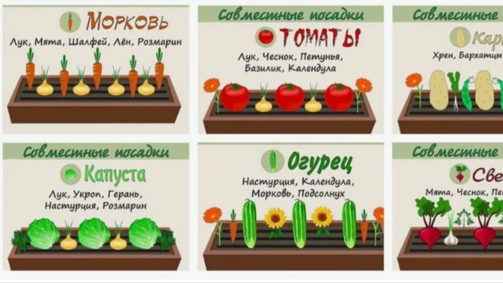 Дневник садовода-огородника
